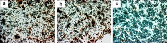 NOTCH1-induced T-cell leukemia in transgenic zebrafish | Leukemia