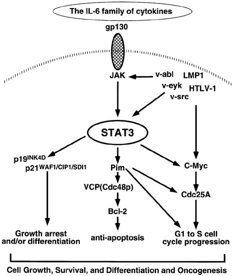 Roles of STAT3 in mediating the cell growth, differentiation and ...