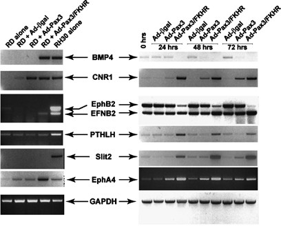 Cell-type-specific regulation of distinct sets of gene targets by Pax3 ...