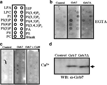 The adaptor Grb7 is a novel calmodulin-binding protein: functional ...