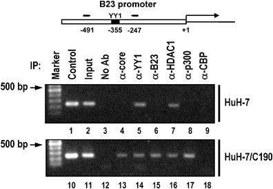 Hepatitis C virus core protein recruits nucleolar phosphoprotein B23 ...