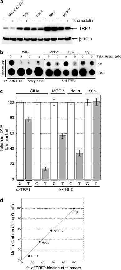 G-Quadruplex stabilization by telomestatin induces TRF2 protein ...