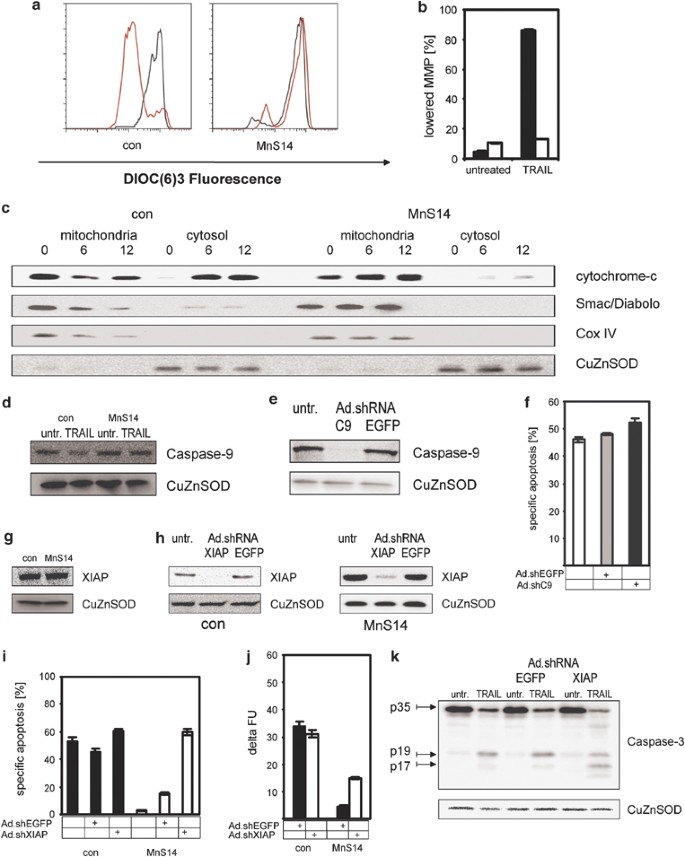 MnSOD protects colorectal cancer cells from TRAIL-induced apoptosis by ...