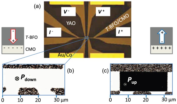 Ferroelectric control of a Mott insulator | Scientific Reports
