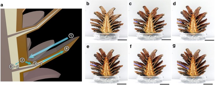 Journey of water in pine cones | Scientific Reports