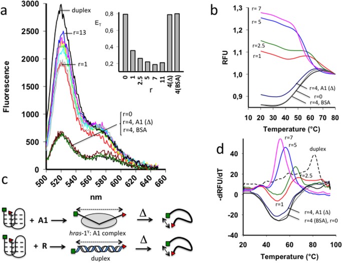 GC-elements controlling HRAS transcription form i -motif structures ...