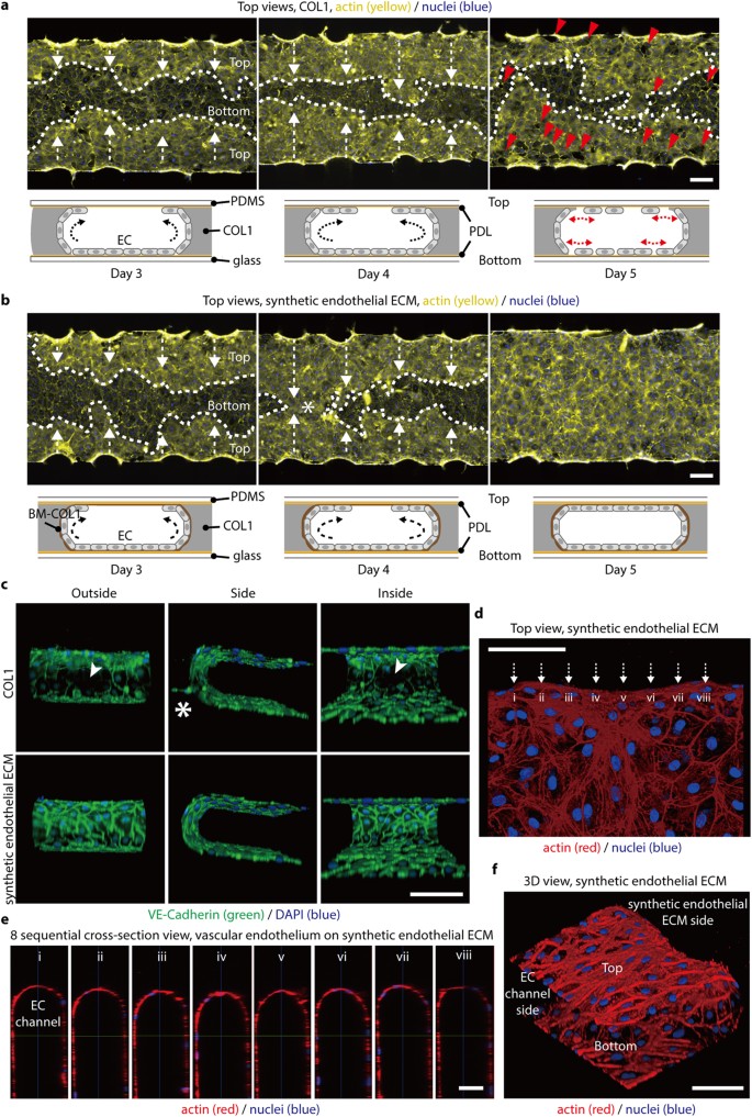 Constructive remodeling of a synthetic endothelial extracellular matrix ...