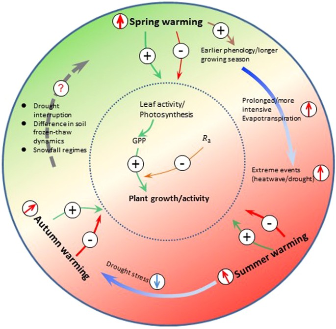 Seasonal divergence in the interannual responses of Northern Hemisphere vegetation activity to ...