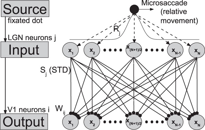 Model predictions of features in microsaccade-related neural responses in a feedforward network ...