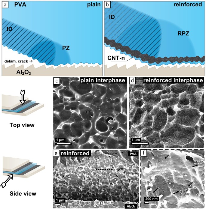 Interphase tuning for stronger and tougher composites | Scientific Reports
