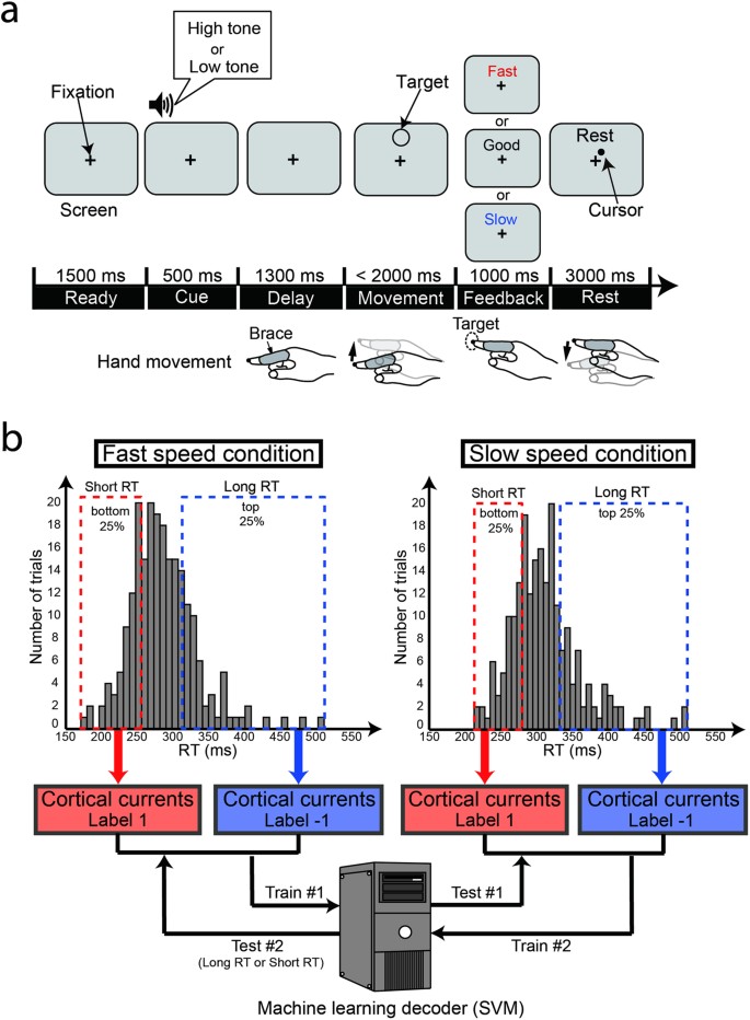Single-trial prediction of reaction time variability from MEG brain ...