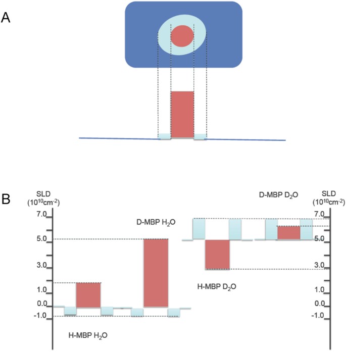 Neutrons describe ectoine effects on water H-bonding and hydration ...