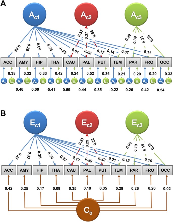 Distinct Genetic Influences on Cortical and Subcortical Brain ...