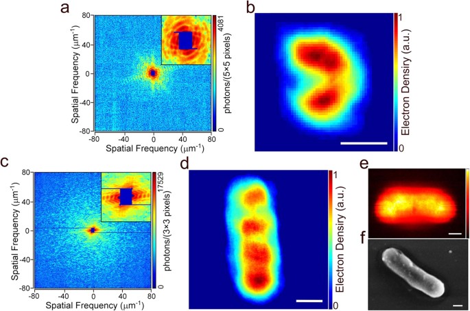 Single-pulse enhanced coherent diffraction imaging of bacteria with an ...