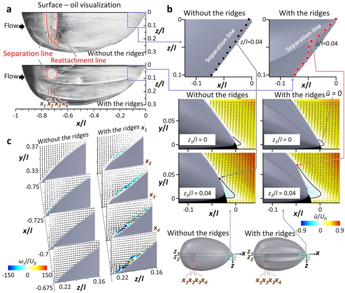 Hydrodynamic role of longitudinal dorsal ridges in a leatherback turtle ...