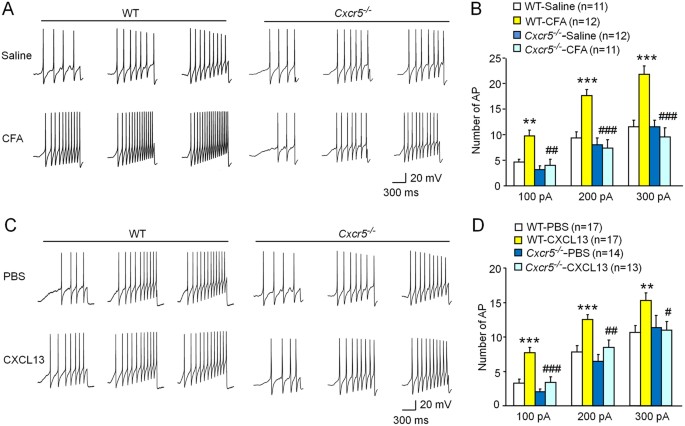 CXCL13/CXCR5 enhances sodium channel Nav1.8 current density via p38 MAP ...
