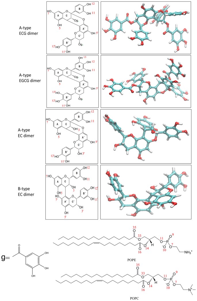 Molecular Insight into Affinities of Gallated and Nongallated ...