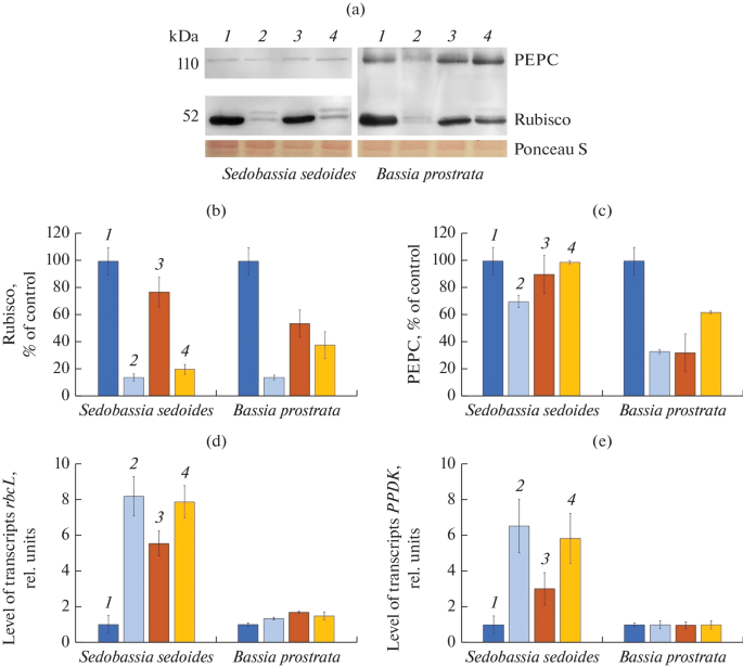 Effect of Acclimation to High Temperatures on the Mechanisms of Drought ...