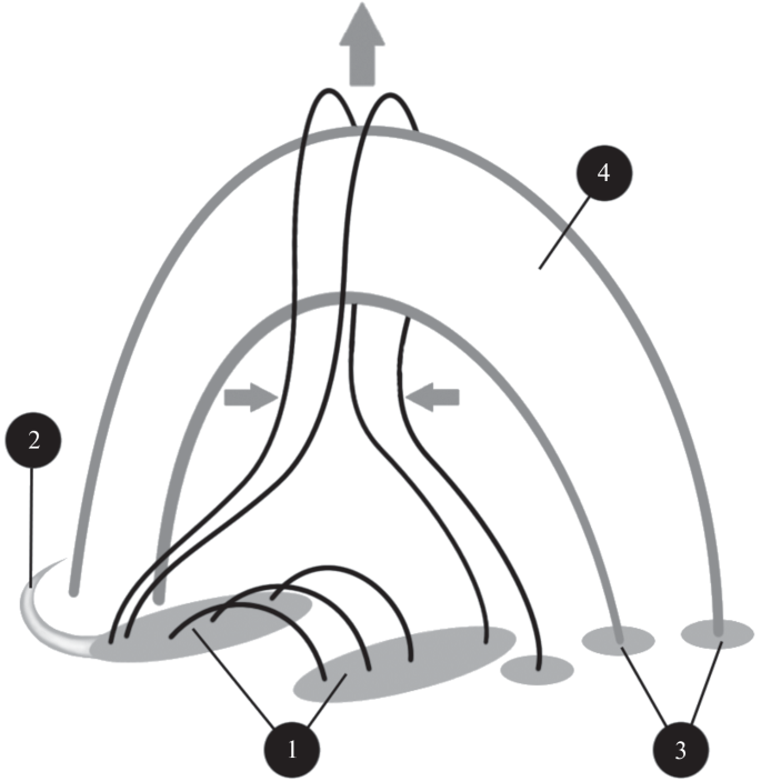 On the Question of Localizing the Birthplaces of Coronal Mass Ejections ...
