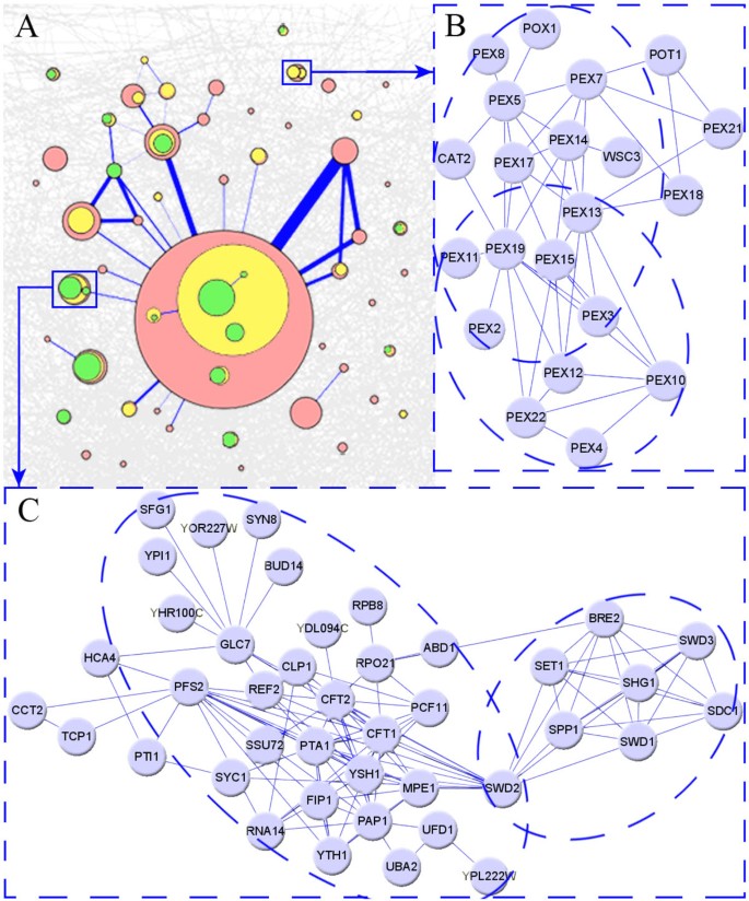 Exploring hierarchical and overlapping modular structure in the yeast protein interaction ...