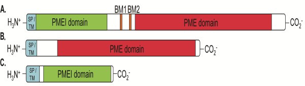Characterization and transcript profiling of the pectin methylesterase ...