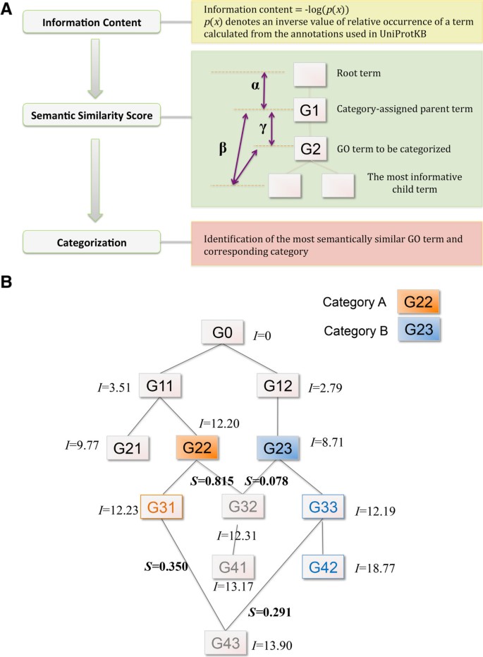 Categorizer: a tool to categorize genes into user-defined biological groups based on semantic ...