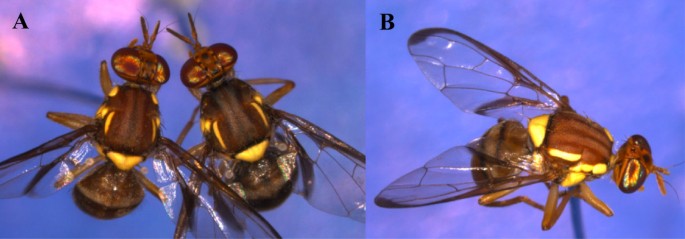 The draft genome of the pest tephritid fruit fly Bactrocera tryoni ...