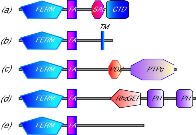 A FERM-adjacent (FA) region defines a subset of the 4.1 superfamily and ...