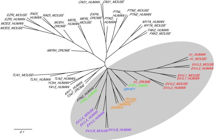 A FERM-adjacent (FA) region defines a subset of the 4.1 superfamily and ...