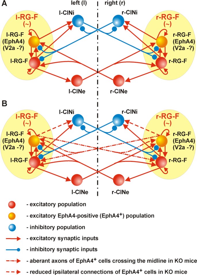 Computational modeling of spinal neural circuits involved in transition to hopping pattern in ...