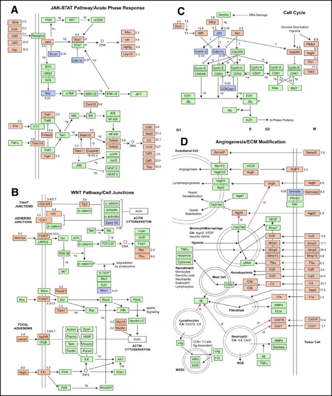 Imagable 4T1 model for the study of late stage breast cancer | BMC ...