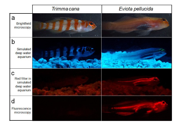 Red fluorescence in reef fish: A novel signalling mechanism? | SpringerLink
