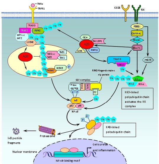 The role of A20 in the pathogenesis of lymphocytic malignancy | Cancer ...