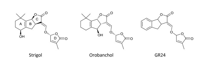 Q&A: What are strigolactones and why are they important to plants and ...