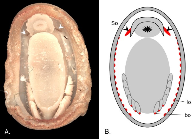 A new sensory organ in “primitive” molluscs (Polyplacophora ...