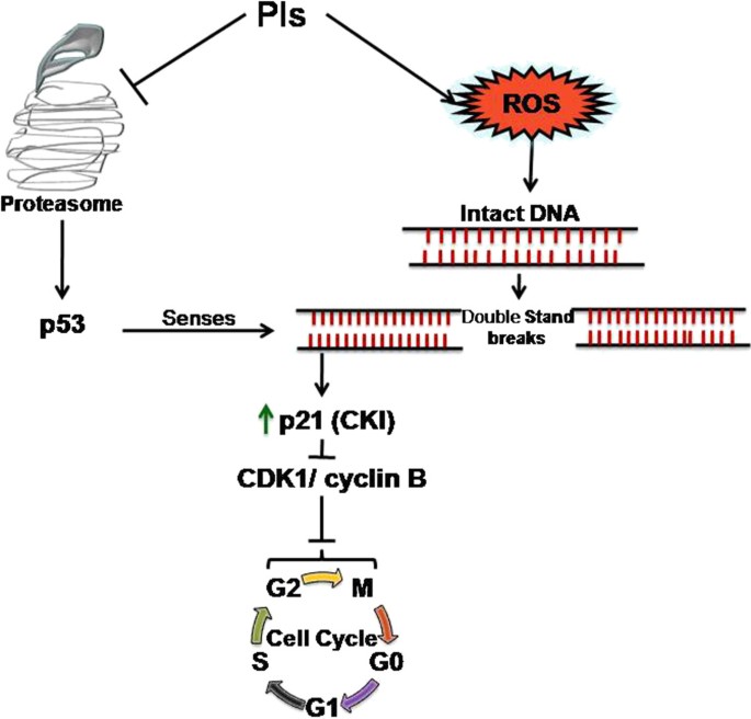 Therapeutic targeting of cancer cell cycle using proteasome inhibitors ...