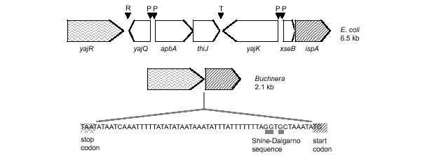 The process of genome shrinkage in the obligate symbiont Buchnera ...