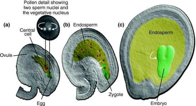 Reprogramming the epigenome during germline and seed development ...