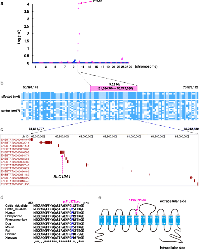 A missense mutation in solute carrier family 12, member 1 ( SLC12A1 ...