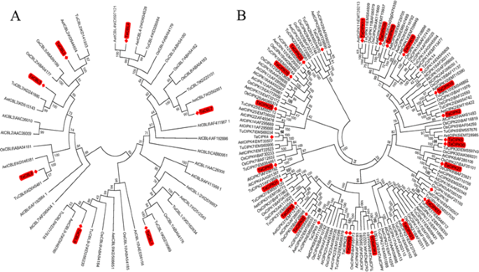 Identification and comprehensive analyses of the CBL and CIPK gene ...