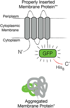 High-level production of membrane proteins in E. coli BL21(DE3) by ...