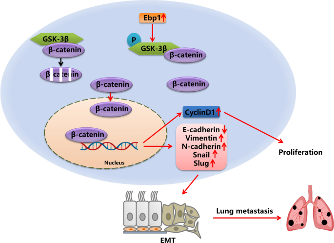 ERBB3 binding protein 1 promotes the progression of malignant melanoma ...