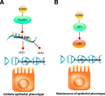 Regulation of epithelial-mesenchymal transition through epigenetic and post-translational ...