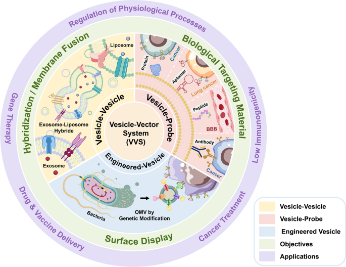 Synergistic vesicle-vector systems for targeted delivery | Journal of ...