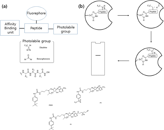 Photo-affinity labeling (PAL) in chemical proteomics: a handy tool to investigate protein ...