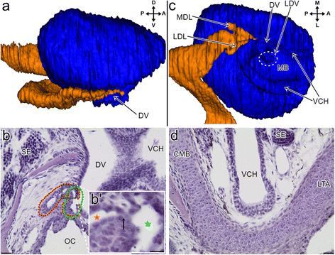 Embryology of the VNO and associated structures in the grass snake ...