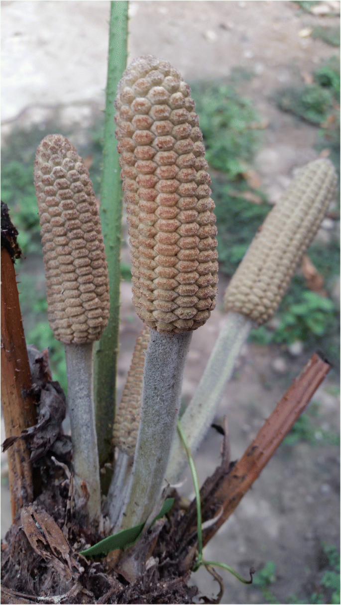 Ethnobotany of Mexican and northern Central American cycads (Zamiaceae ...