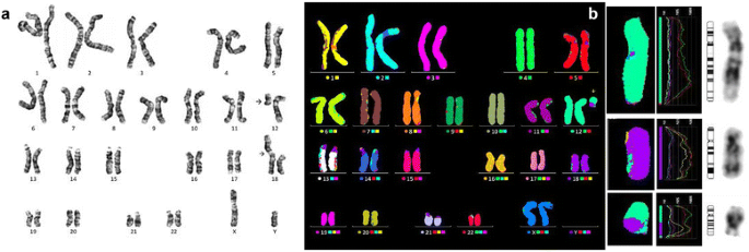 Identification of small marker chromosomes using microarray comparative ...