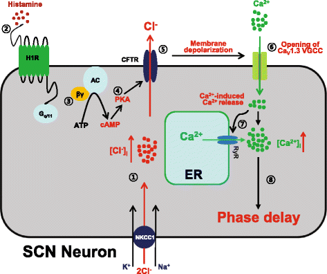 Histamine 1 receptor-G βγ -cAMP/PKA-CFTR pathway mediates the histamine ...