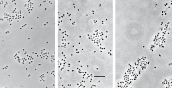 The Genus Veillonella | Springer Nature Link